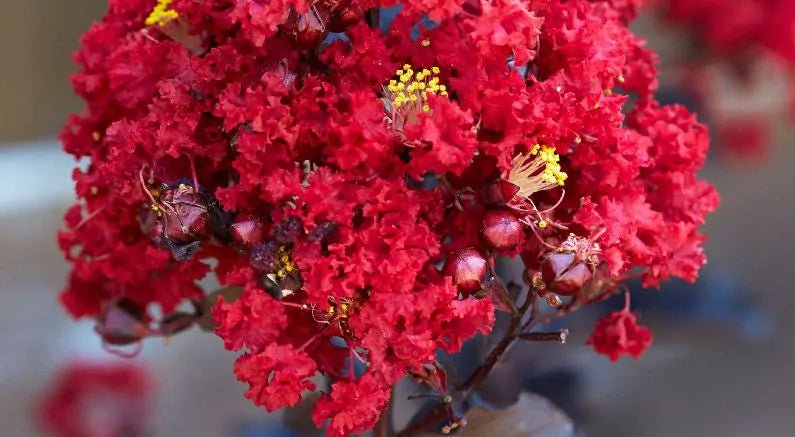 Selection Guide for Crape Myrtles Blog | Naturehills.com