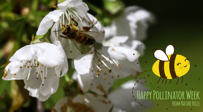 Pollinator Garden Plants & Design Tips