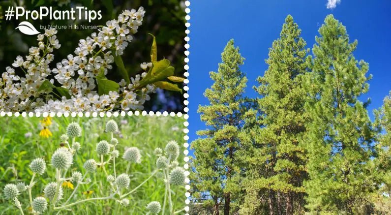 5 Native Plants for the Southern Midwest Region