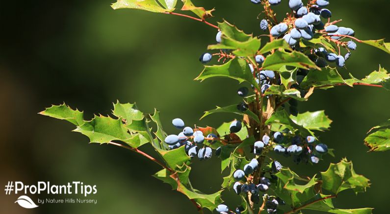 5 Native Plants for the Pacific Northwest