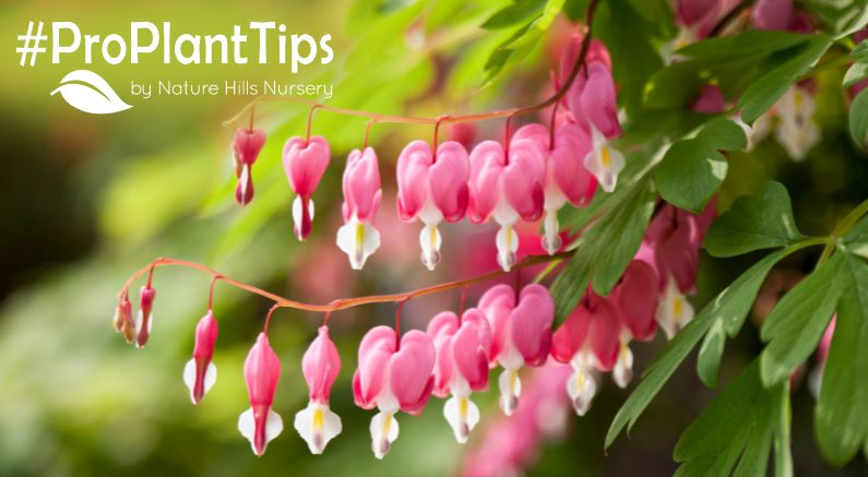 Bleeding Heart Perennials: Care, Varieties & Folklore