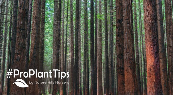 How to Identify Redwood Trees: Bark, Needles & Cones