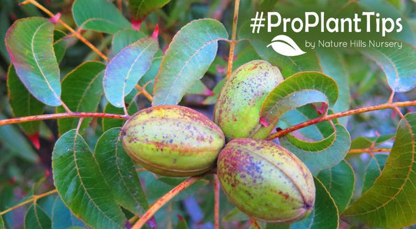 Pecan Tree Pollination: Best Pairs for Big Harvests