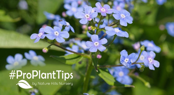 Brunnera Plants: Silver-Leaf Perennials for Shade