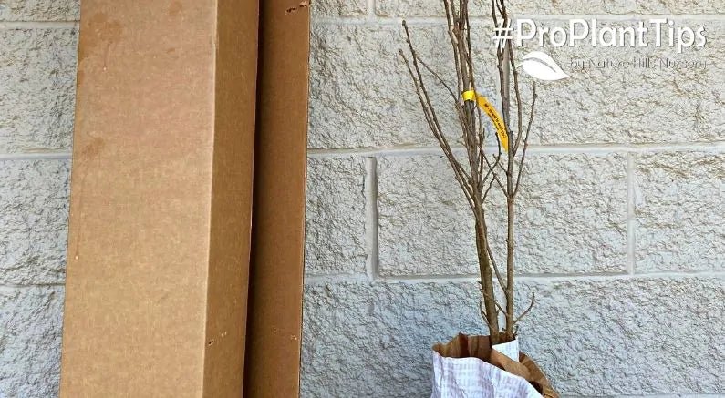 Bare Root Plant Delivery: What to Expect