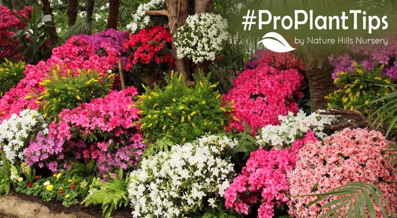 Best Dwarf Shrubs for Small Gardens & Containers