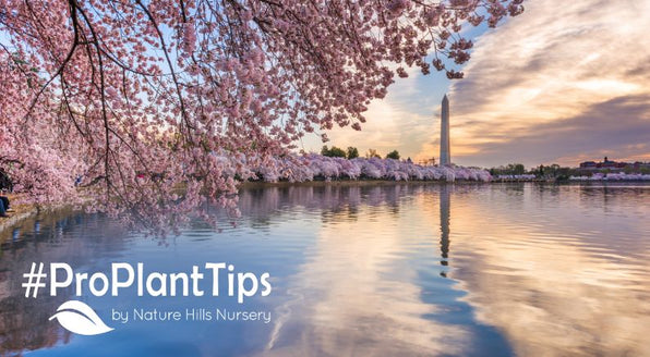 Best Plants for Washington, DC | Seasonal Picks