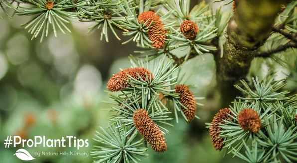 Best Trees That Keep Their Leaves All Year | NatureHills.com