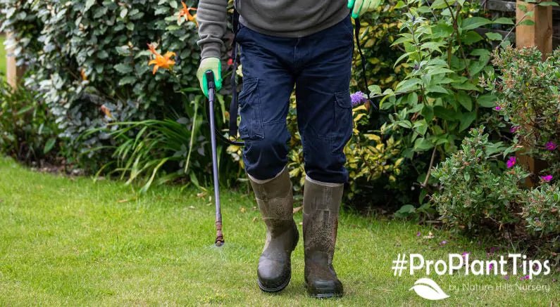 10 More Common Lawn Weeds & How to Control Them