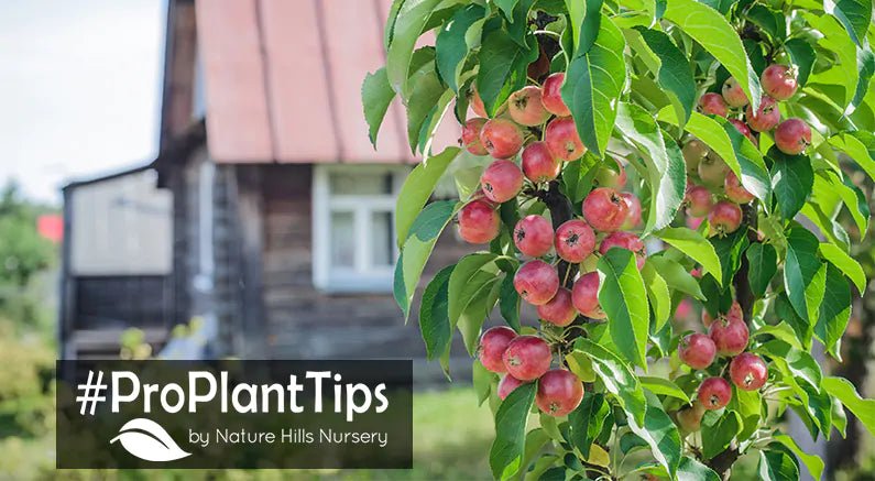 Crips, Captivating & Classic Columnar Trees | Naturehills.com