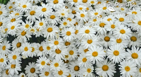 Growing Daisies: Varieties, Care & Planting