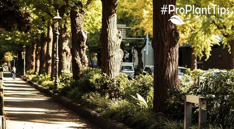 Street Tree Guide: Choosing the Right Shade Tree