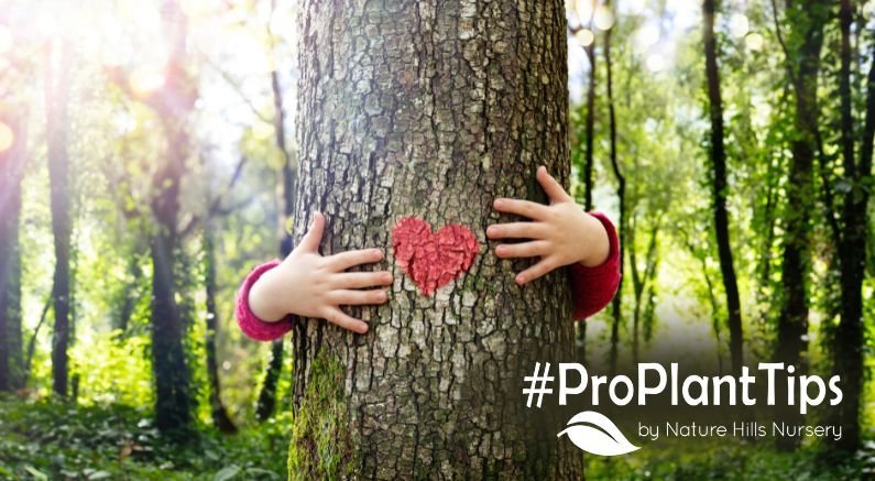 Tree Trunk Protection: Guard Against Damage