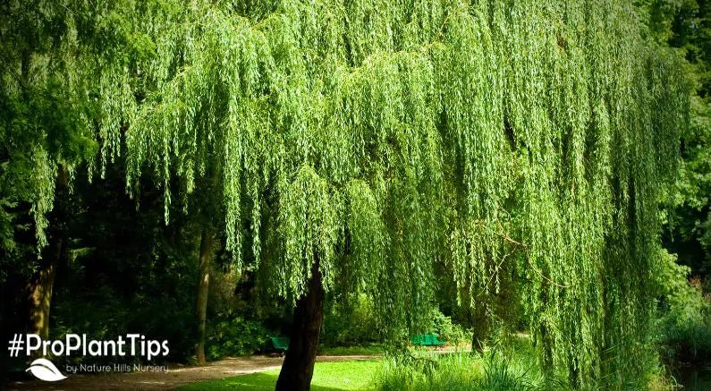 Weeping Willow Root System Diagram