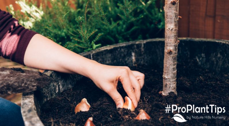 Getting Summer Bulbs Ready for Winter Nature Hills Blog