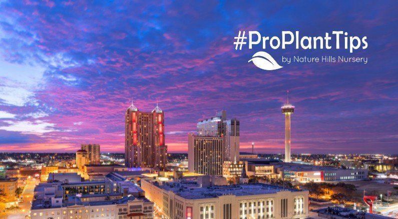 Grow Big in the Alamo City! Best Plants For San Antonio