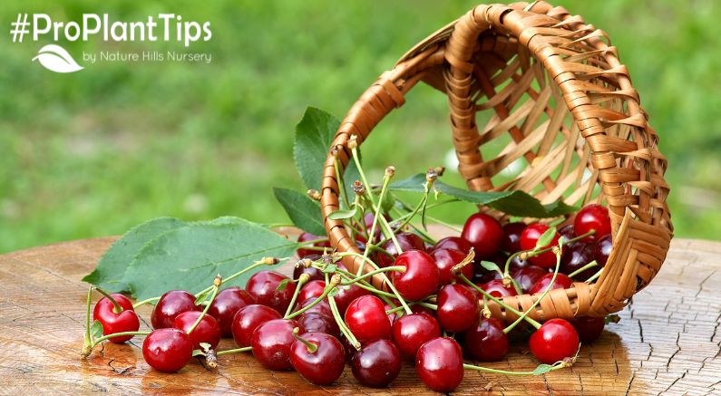Sour Cherry Health Benefits & Growing Tips