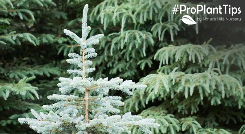 Spruce Tree Identification Guide