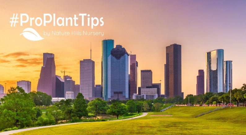 Low-Maintenance Plants for Houston Gardens