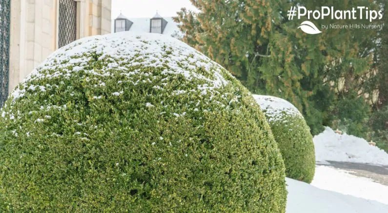 Living Snow Fences: Plants That Stop Drifts