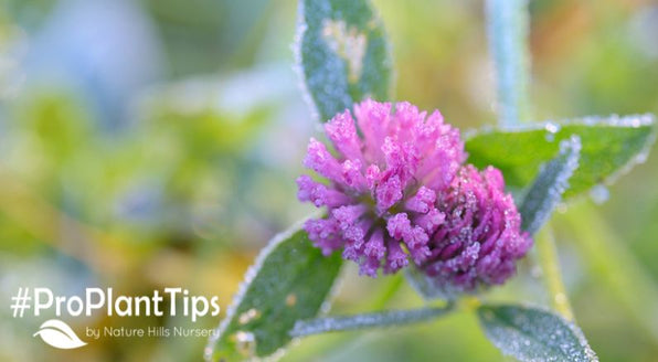 Protecting Plants from Late Spring Frost Damage