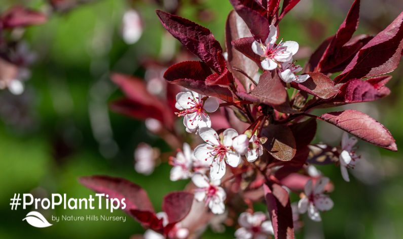 Sand Cherries: Unique & Native | Garden Blog at Nature Hills