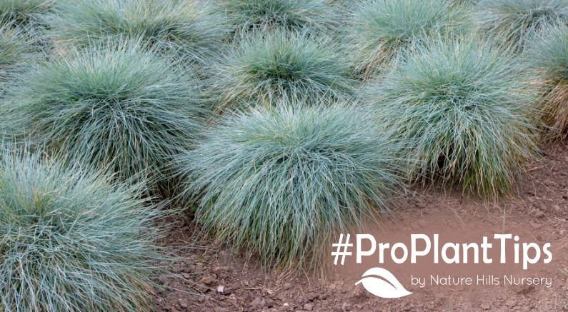 Short Ornamental Grasses for Small Gardens