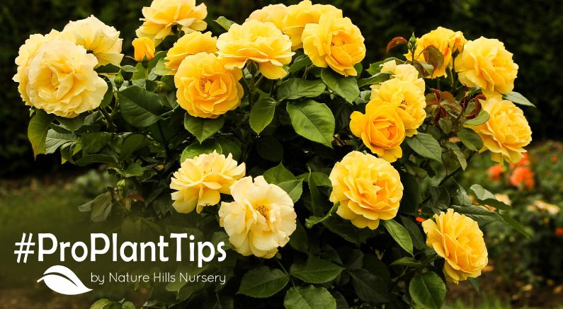 Yellow Rose Bushes: Bright Blooms for Every Garden