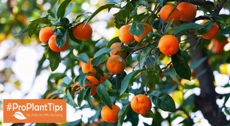 Mandarin Tree Varieties How To Select The Best Orange Variety