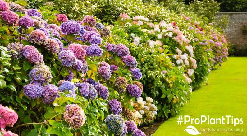 New Plant Varieties to Try | Nature Hills
