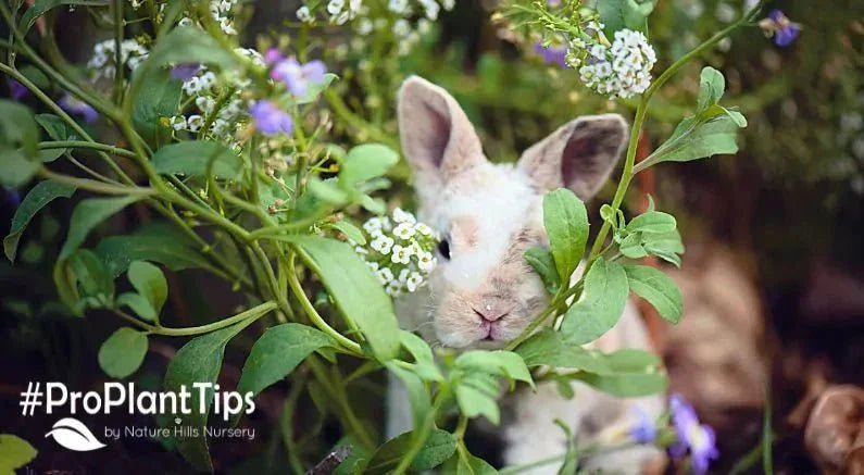 Rabbit & Groundhog Resistant Plants for Gardens