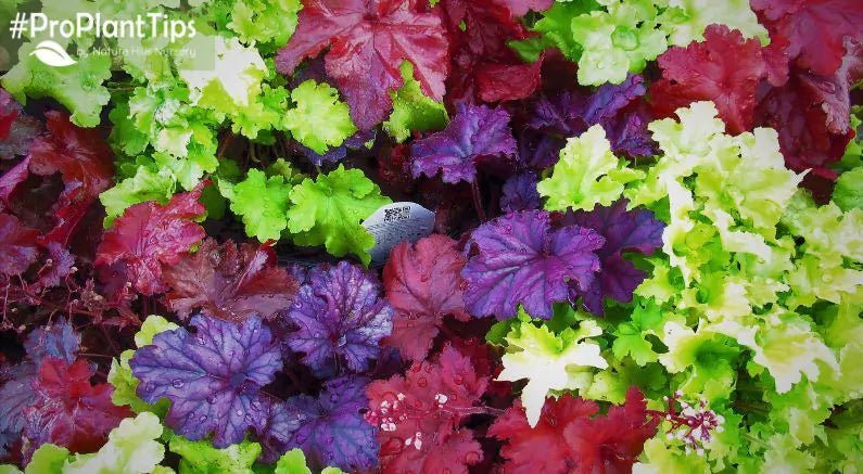 10 Best Coral Bells Varieties & Care Tips