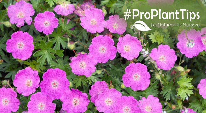 10 Best Cranesbill Geraniums For Easy Color