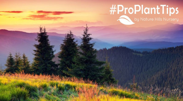 Best Trees for High Altitude Zones 2 & 3