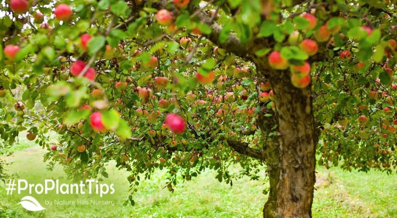 5 Best Apple Varieties for Fresh Eating