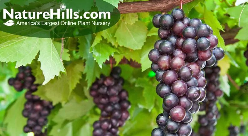 Top 5 Fruiting Vines You Need | Garden Blog at Nature Hills