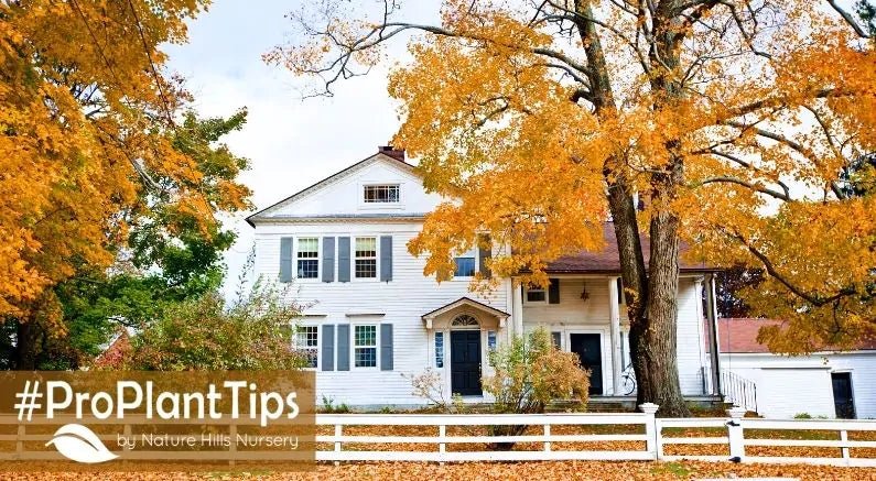 Top 5 Trees For Fall Color | NatureHills.com