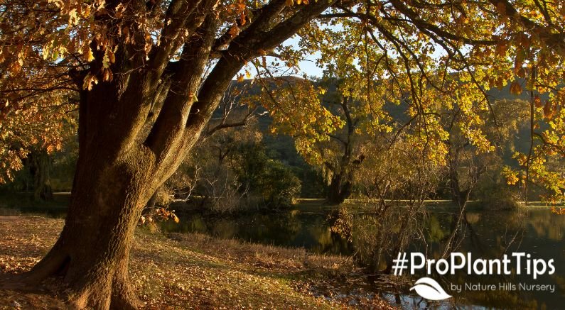 5 Pollution-Tolerant Trees for Urban Areas