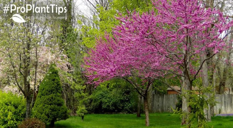 10 Most Unique & Interesting Trees to Grow