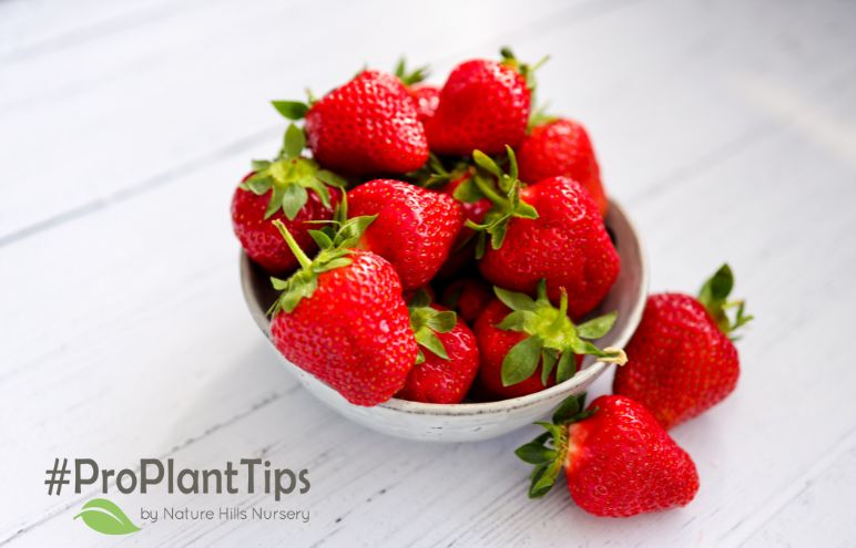 The Different Types Of Strawberries | NatureHills.com