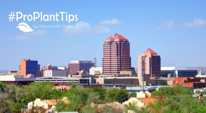 What to Grow in Albuquerque: Drought-Tolerant and Native Plants