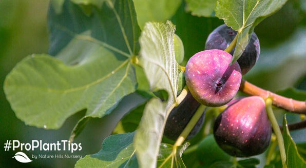 Top 5 Fig Trees to Grow at Home | Nature Hills