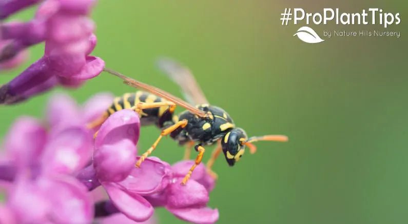 Why Wasps Are Beneficial Garden Insects