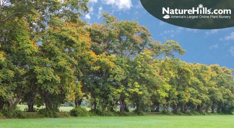 Best Windbreak Trees for Your Property