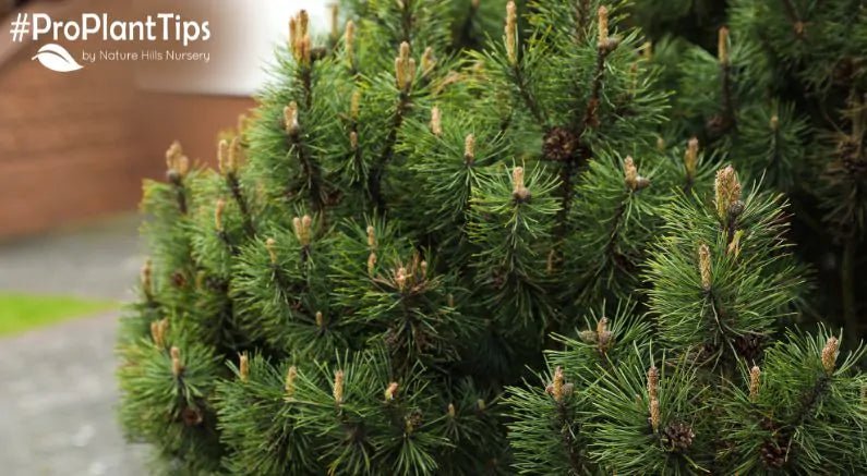 Why Evergreens Drop Needles in Fall | Nature Hills