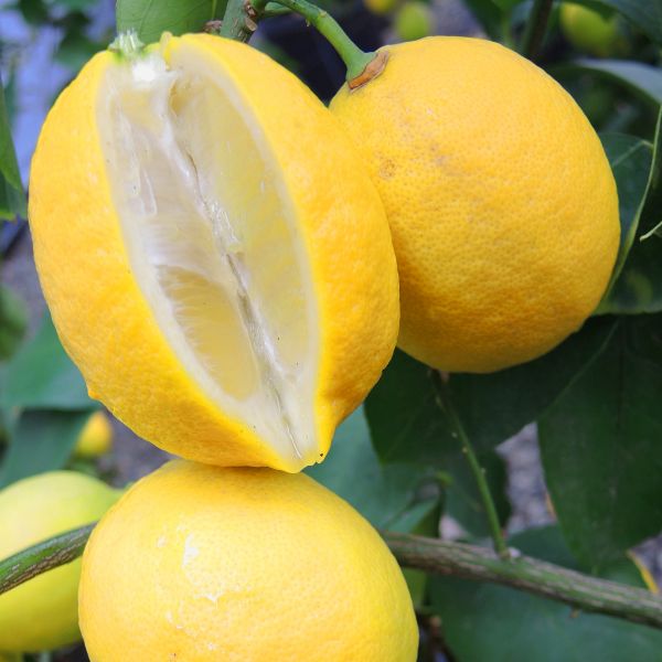 Lemon Trees for Sale | Fresh, Homegrown Citrus