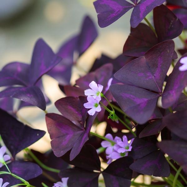 Shop Our Variety of Unique Flower Bulbs Now | NatureHills.com