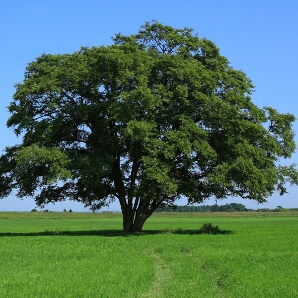 Shop Our Selection of Elm Trees Today | Nature Hills Nursery