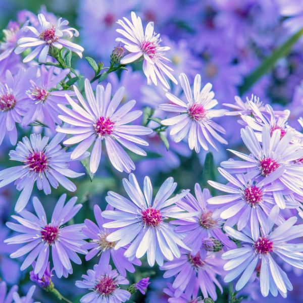 Fall Blooming Perennials | Fall Flowers | NatureHills.com