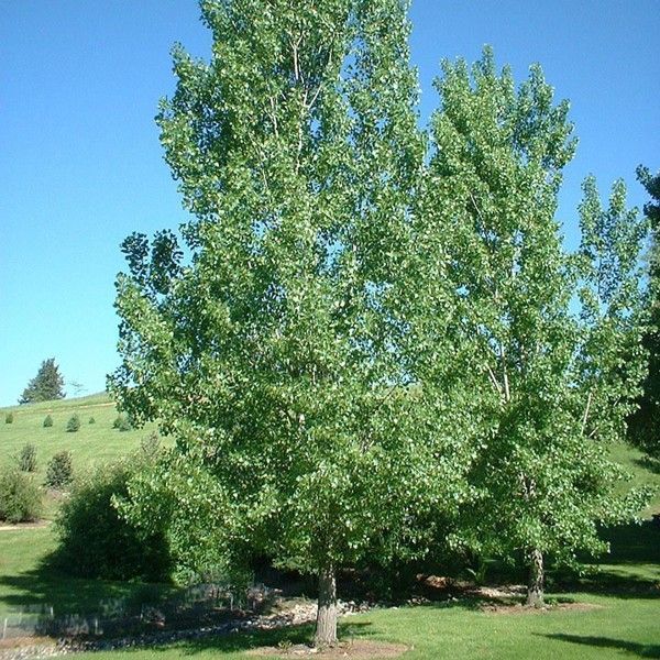 Fast Growing Trees for Sale | Quick Privacy & Shade